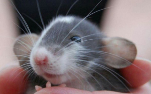 Petition Myco Cure / Treatment For Pet Rats