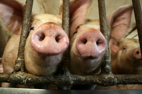 Petition Take Action To Stop Animal Cruelty In The Farming Industry petition-take-action-to-stop-animal-cruelty-in-the-farming-industry